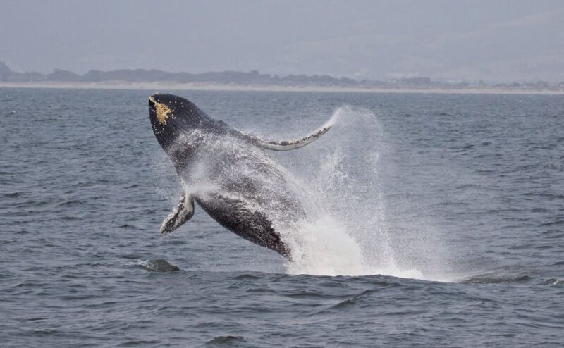 Monterey: Whale Watching Cruise - Who Will Love This Tour?