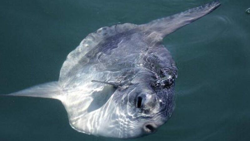 Monterey: Whale Watching Cruise - Final Thoughts