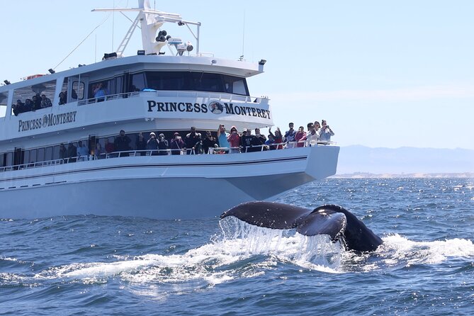 Monterey Whale Watching Tour - How This Tour Compares