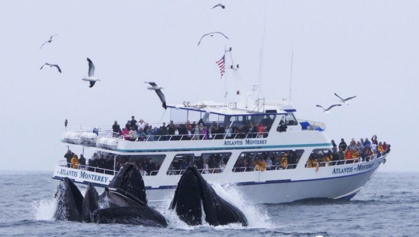 Monterey: Whale Watching Tour with A Marine Guide - An Introduction to the Whale Watching Experience