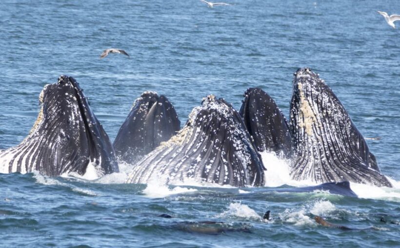 Monterey: Whale Watching Tour with A Marine Guide - The Experience in Practice: What Travelers Say