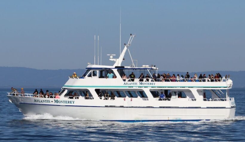 Monterey: Whale Watching Tour with A Marine Guide - Analyzing the Value