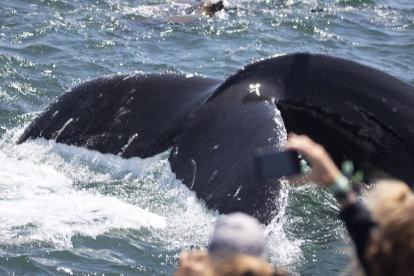 Monterey: Whale Watching Tour with A Marine Guide - Final Thoughts