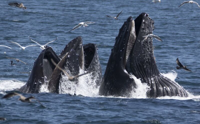 Monterey: Whale Watching Tour with A Marine Guide - The Authenticity of the Experience