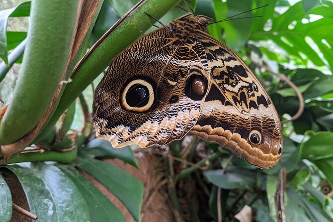 Monteverde Butterfly Gardens Tour - Key Highlights