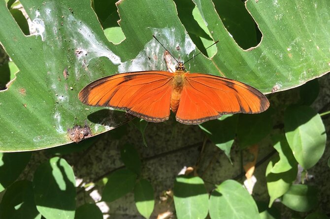 Monteverde Butterfly Gardens Tour - Guided Experience