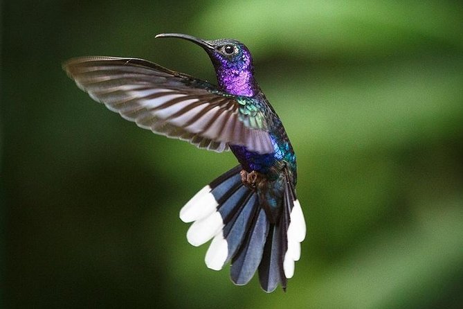 Monteverde Cloud Forest and Hanging Bridges in Selvatura Tour From San Jose - Inclusions and Transportation Details