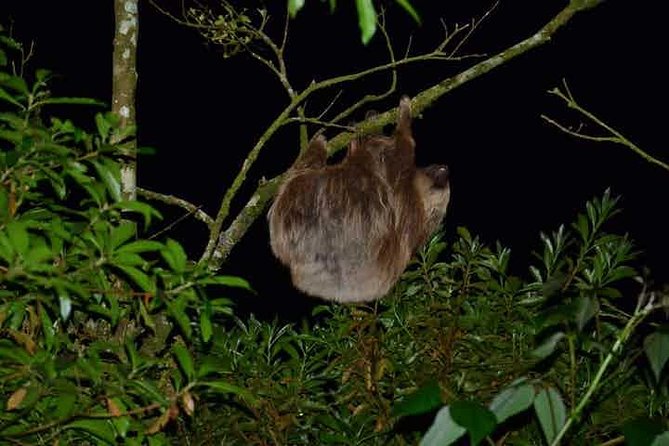 Monteverde Cloud Forest Guided Night Walk - Key Points
