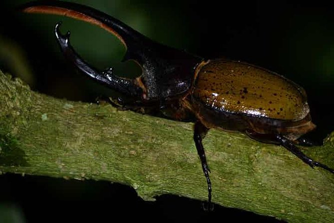 Monteverde Cloud Forest Guided Night Walk - Pricing and Inclusions