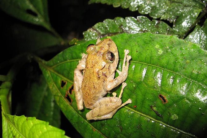 Monteverde Cloud Forest Guided Night Walk - Exploring the Nocturnal Wildlife