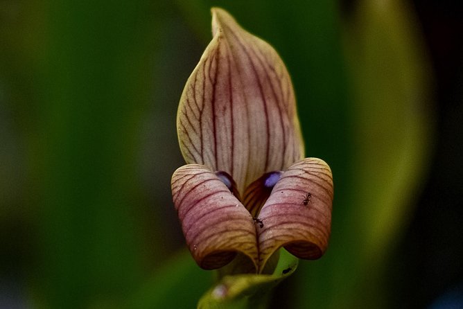 Monteverde Cloud Forest GUIDED Walk and Hummingbird Sanctuary - Discovering the Hummingbird Sanctuary