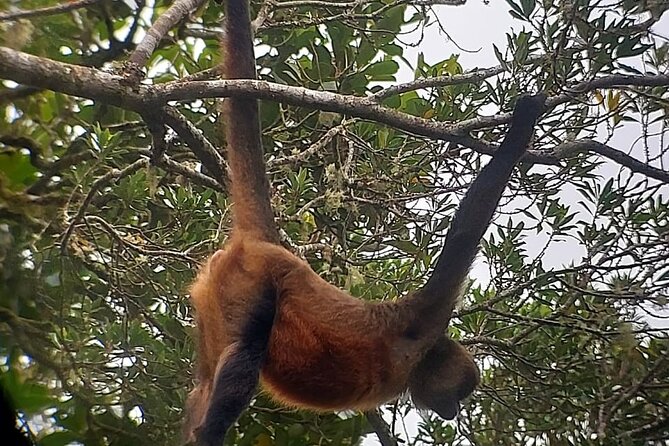 Monteverde Cloud Forest Nature Tour - Tour Inclusions and Accessibility