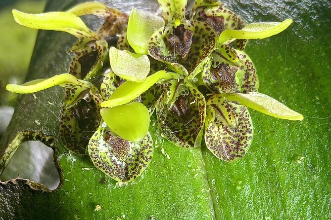 Monteverde Cloud Forest Nature Tour - Tour Experience and Wildlife Sightings