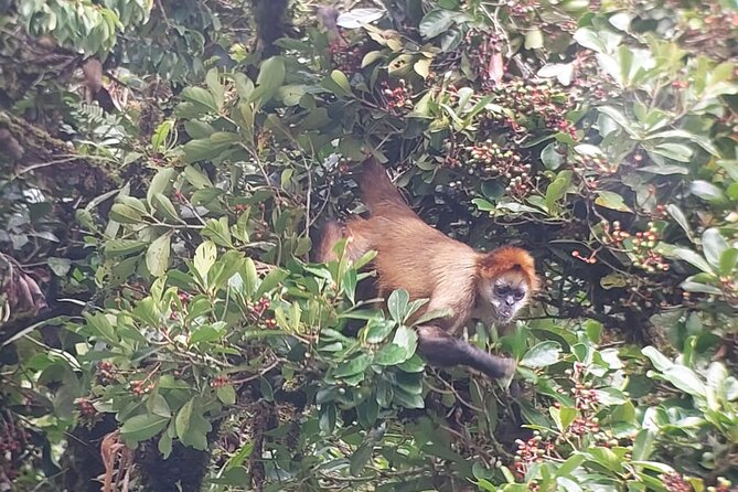 Monteverde Cloud Forest Nature Tour - Traveler Reviews and Feedback