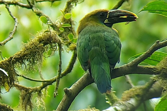 Monteverde Cloud Forest Nature Tour - Booking and Cancellation Policy