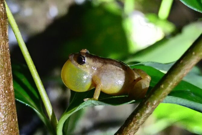 Monteverde Night Tour Unique Experience - Exploring Monteverdes Nocturnal Wonders