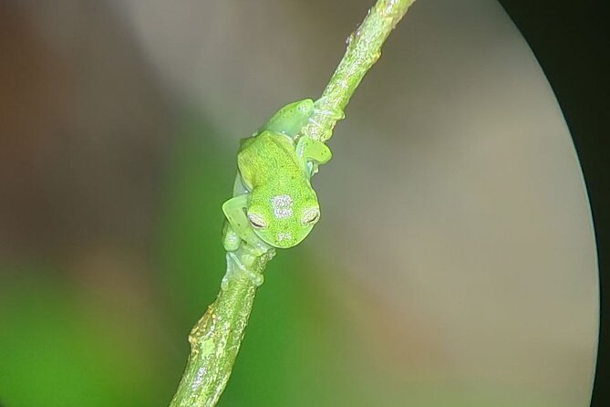 Monteverde Night Tour Unique Experience - Sightings of Unique Nocturnal Species
