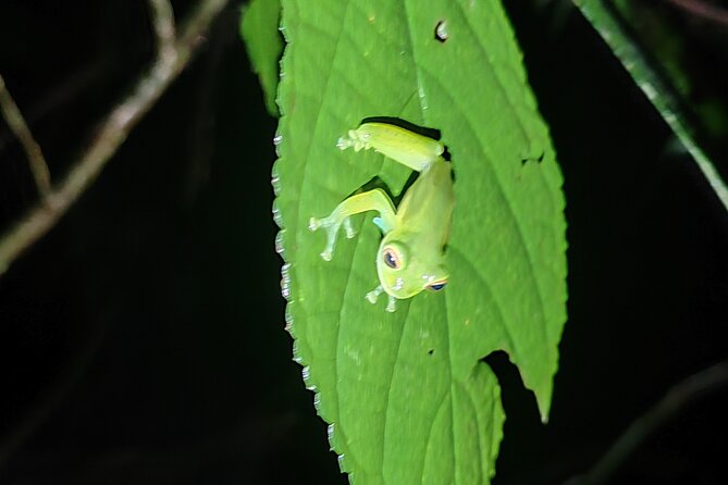 Monteverde Night Tour Unique Experience - Personalized Experience With Knowledgeable Guides