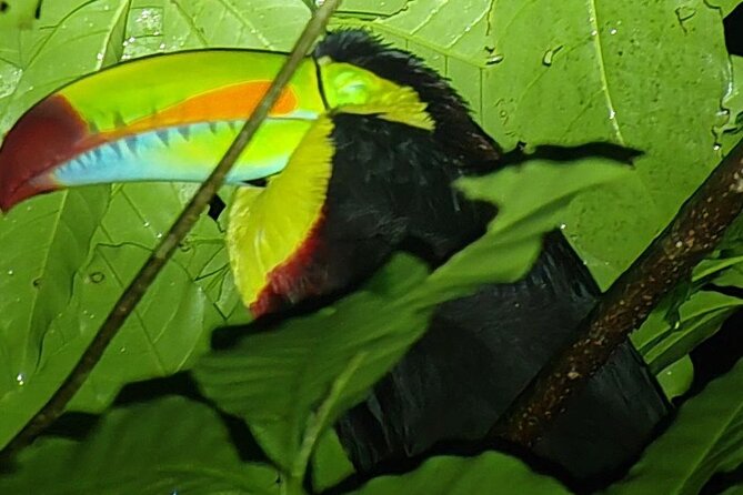 Monteverde Night Tour Unique Experience - Participant Feedback and Recommendations