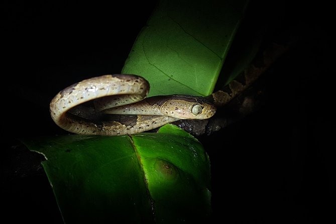 Monteverde Night Tour With a Certified Tour Guide (6 PM or 8 PM) - Key Points