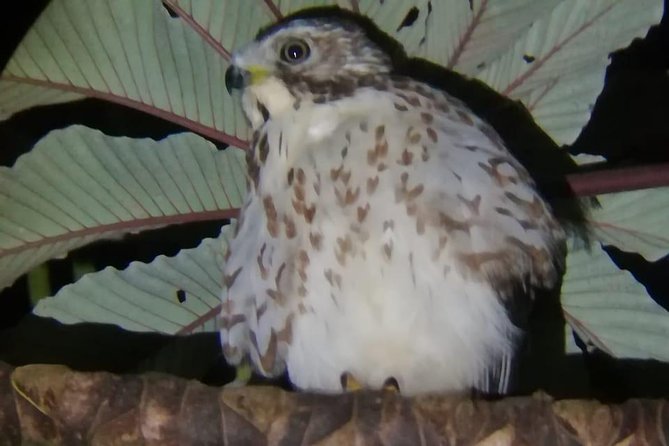 Monteverde Night Tour With a Certified Tour Guide (6 PM or 8 PM) - Spotting Nocturnal Wildlife