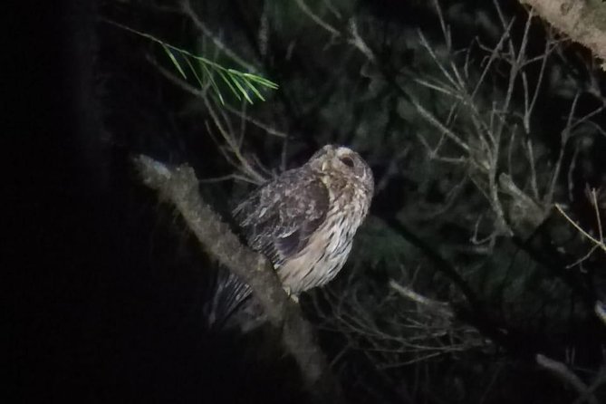 Monteverde Night Tour With a Certified Tour Guide (6 PM or 8 PM) - Tour Details and Inclusions