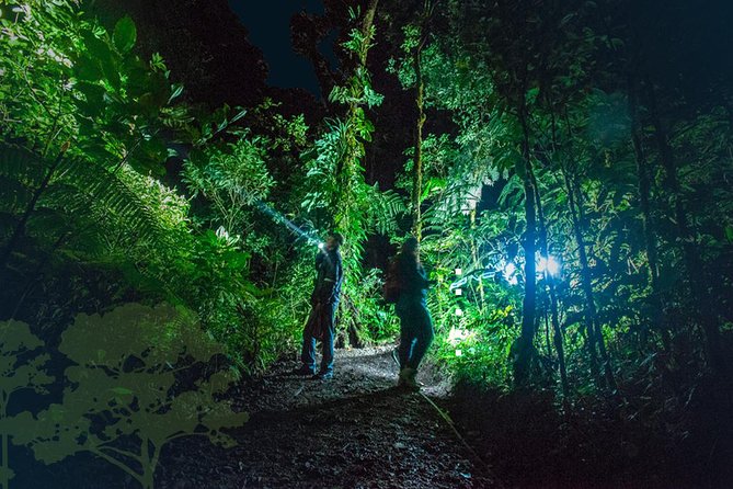 Monteverde Night Tour With a Certified Tour Guide (6 PM or 8 PM) - Knowledgeable Tour Guides