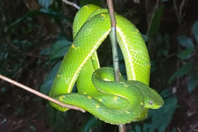 Monteverde Night Tour With a Certified Tour Guide (6 PM or 8 PM) - Tour Duration and Subsequent Visits