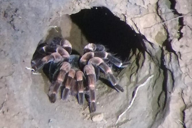 Monteverde Night Tour With a Certified Tour Guide (6 PM or 8 PM) - Unpredictable Nature of Wildlife Encounters