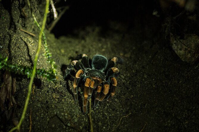 Monteverde Night Walk Tour: the night life of the forest - Who Should Book This Tour?
