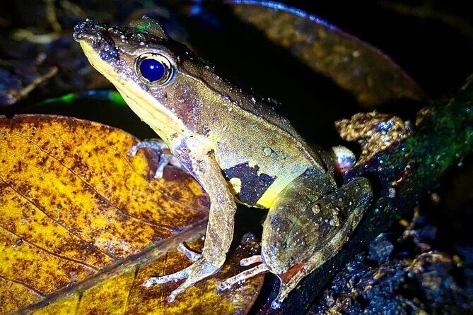 Monteverde Night Walk Tour: the night life of the forest - FAQ