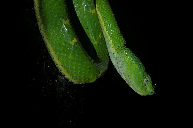 Monteverde Tropical Forest Semi-Private Tour - Key Points