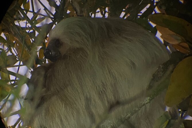 Monteverde Tropical Forest Semi-Private Tour - Nocturnal Wildlife Spotting