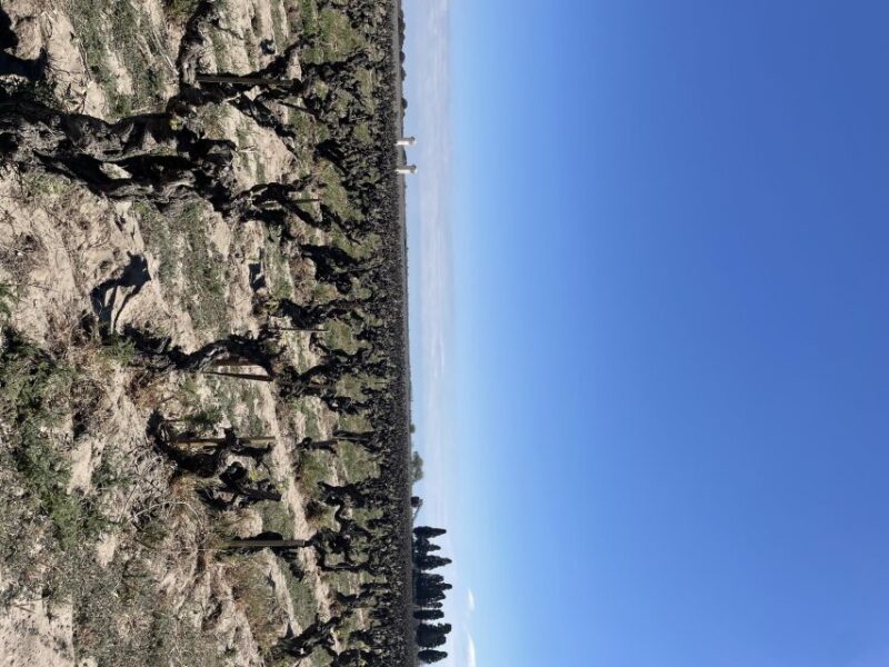 Montpellier : half day wine tour in Camargue - Montpellier: Half-Day Wine Tour in Camargue – Authentic Flavors & Scenic Vines