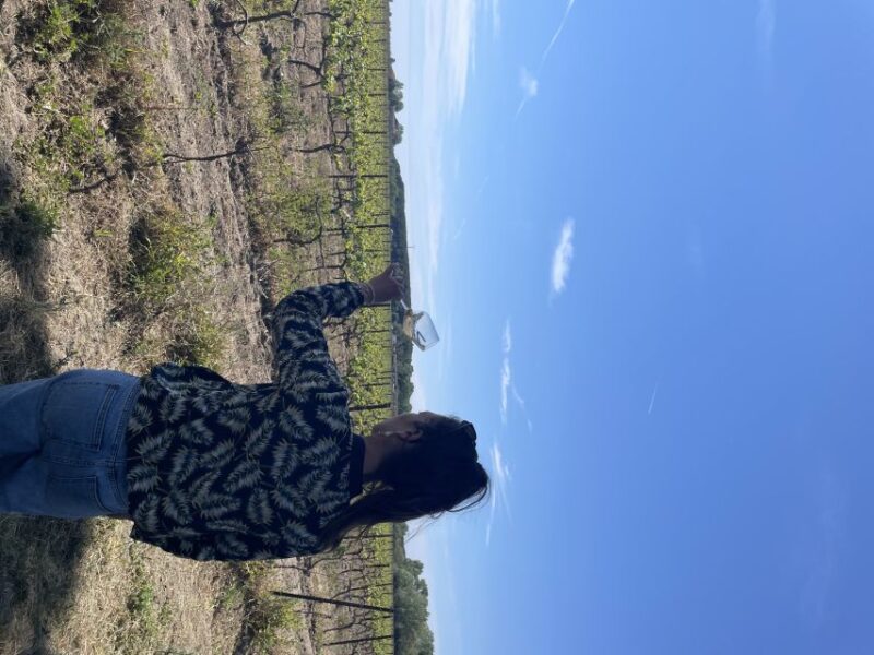 Montpellier : half day wine tour in Camargue - An In-Depth Look at the Tour Experience