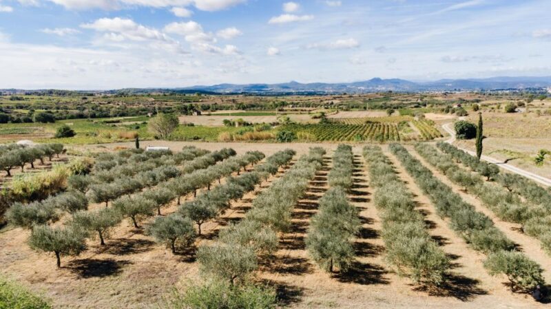 Montpellier : Visit lavender field and an Olive Oil Mill - The Logistics