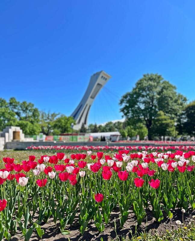 Montreal 3-Hour Private Car Tour with Expert Local Guide - Key Points