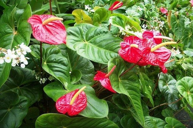 Montreal Gardens Tour with Trubb Taxi Tours - FAQ: Your Questions Answered