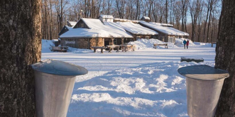 Montreal: Maple Syrup Tour with Sugar Shack & Local Cuisine - Considerations and Who It’s For