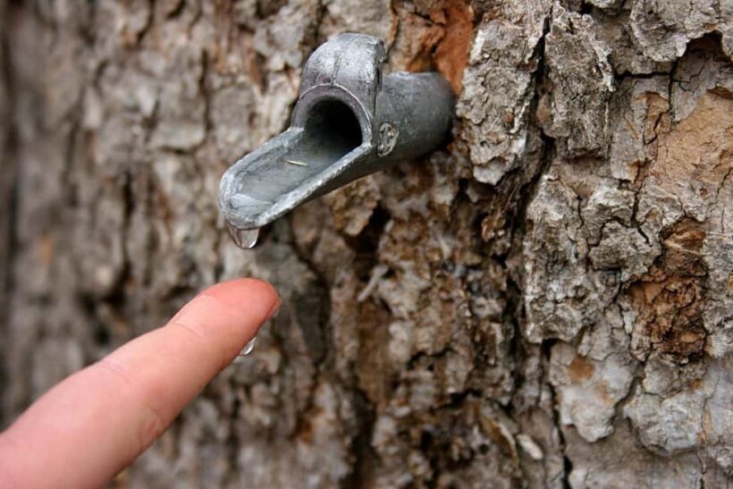 Montreal: Maple Syrup Tour with Sugar Shack & Local Cuisine - Final Word