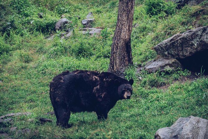 Montreal: Omega Park Canadian Wildlife Safari Adventure - Authentic Encounters and Genuine Reviews