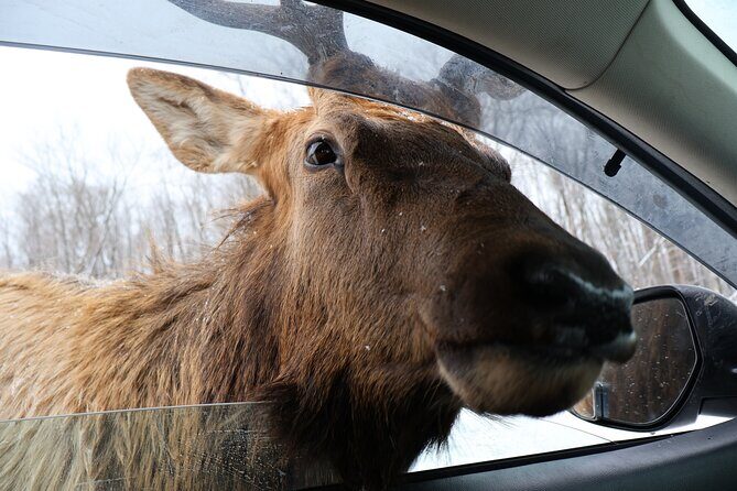 Montreal: Omega Park Canadian Wildlife Safari Adventure - The Sum Up: Is It Worth It?