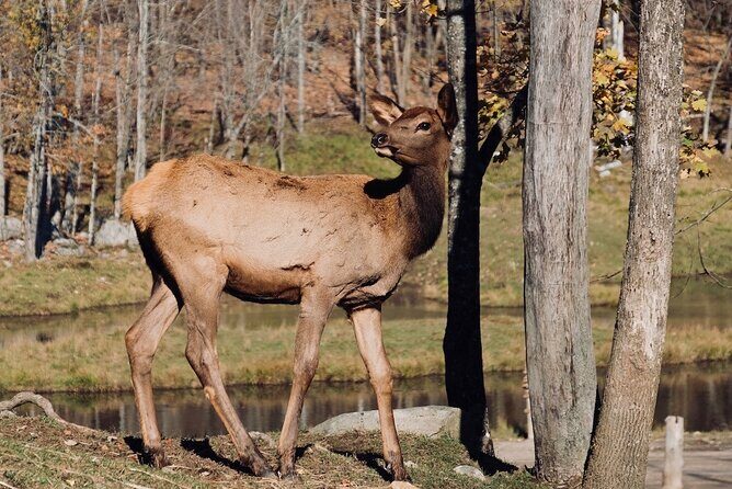 Montreal: Omega Park Canadian Wildlife Safari Adventure - FAQ