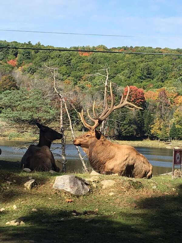 Montreal: Private Day Tour to Parc Omega & Montebello Lodge - Key Points