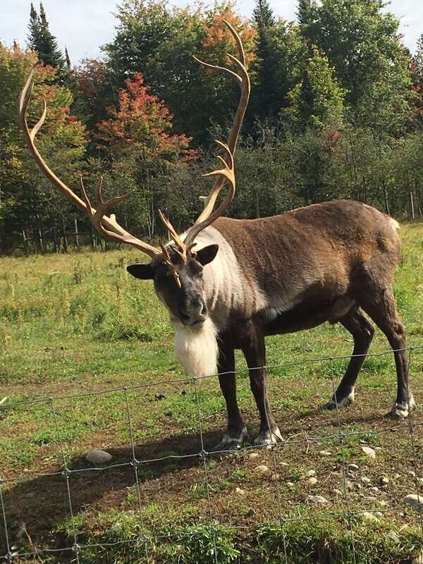 Montreal: Private Day Tour to Parc Omega & Montebello Lodge - Authentic Visitor Perspectives