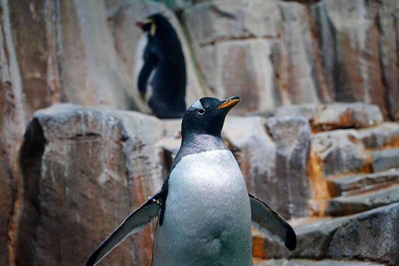 Montreal: Skip-the-line Biodome Private Tour with Tickets - Final Thoughts: Is It Worth It?