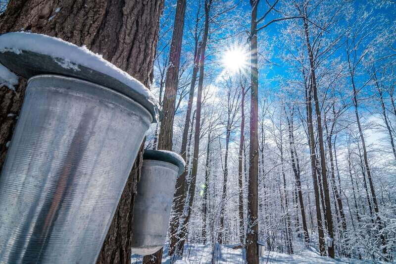 Montreal: Sugar Shack Maple Syrup Day Trip with Lunch - Possible Drawbacks and Considerations