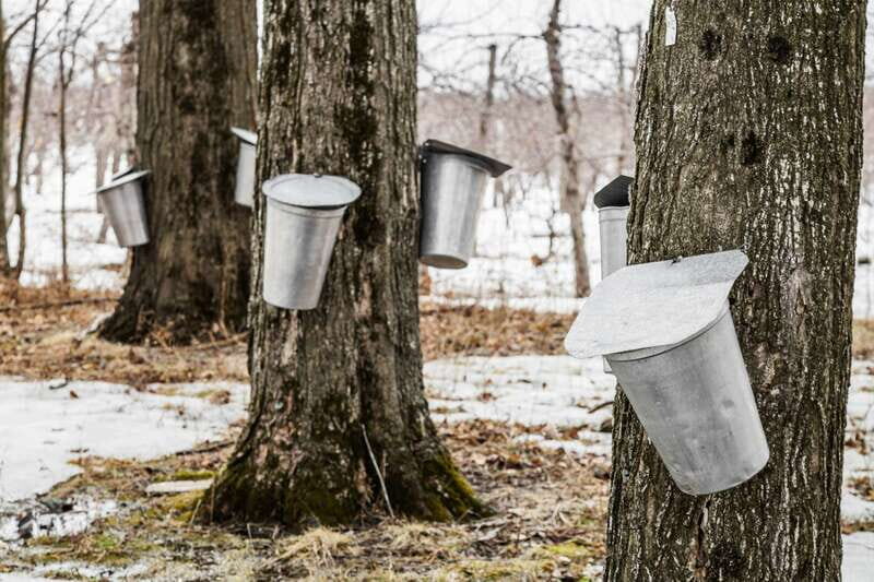 Montreal: Sugar Shack Maple Syrup Day Trip with Lunch - Who Will Appreciate This Experience?