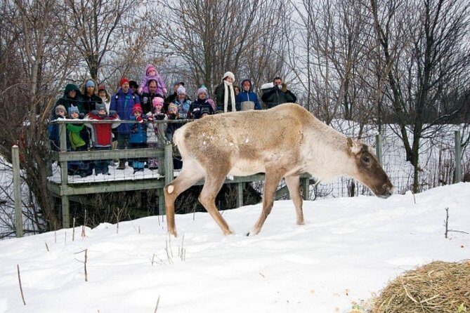 Montreal ZOO, private half day tour - An Authentic Encounter with Quebec’s Wildlife