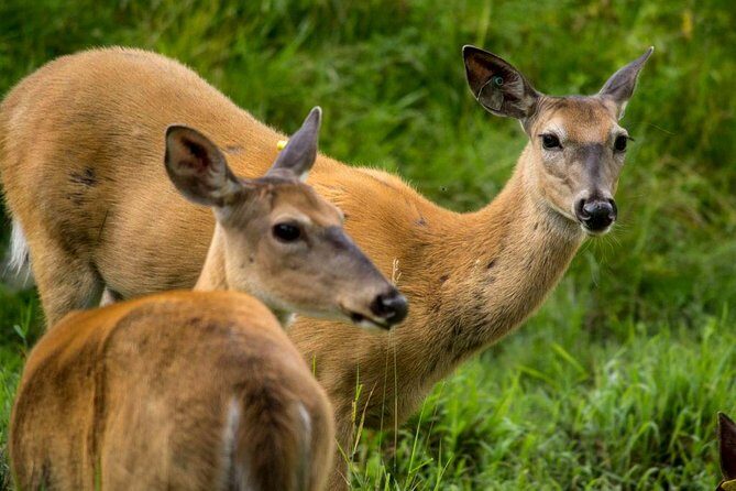 Montreal ZOO, private half day tour - Frequently Asked Questions